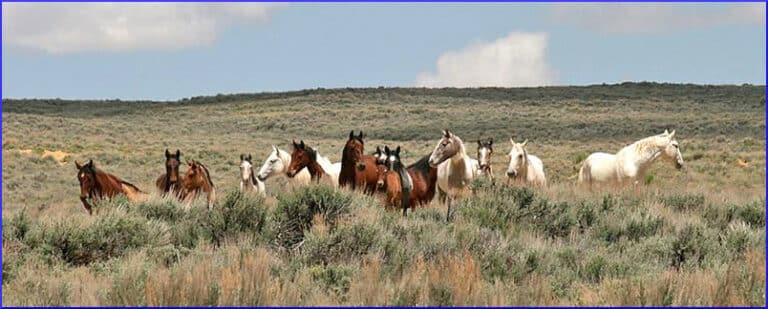 Animals, People, and Displacement Behaviors | Childhood Obesity News